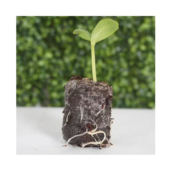 Coconut Seed Plug (24 Pack) with Devault Ugro Rhiza Enriched Seed Star ...